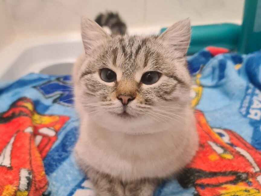 Кошечка Яишенка