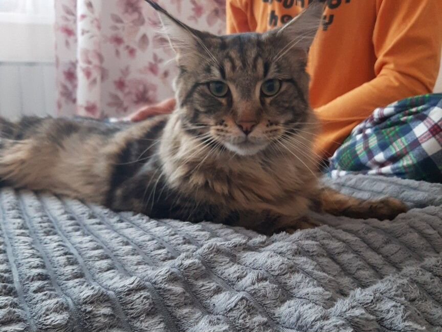 Кот на вязку Мейн кун
