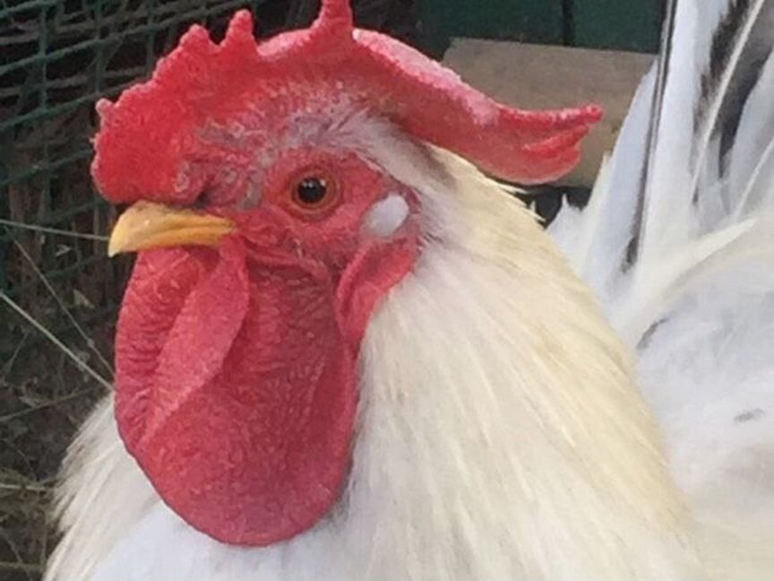 Карликовые курочки и петушки продам