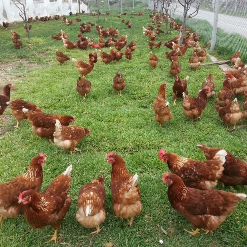 Куры несушки