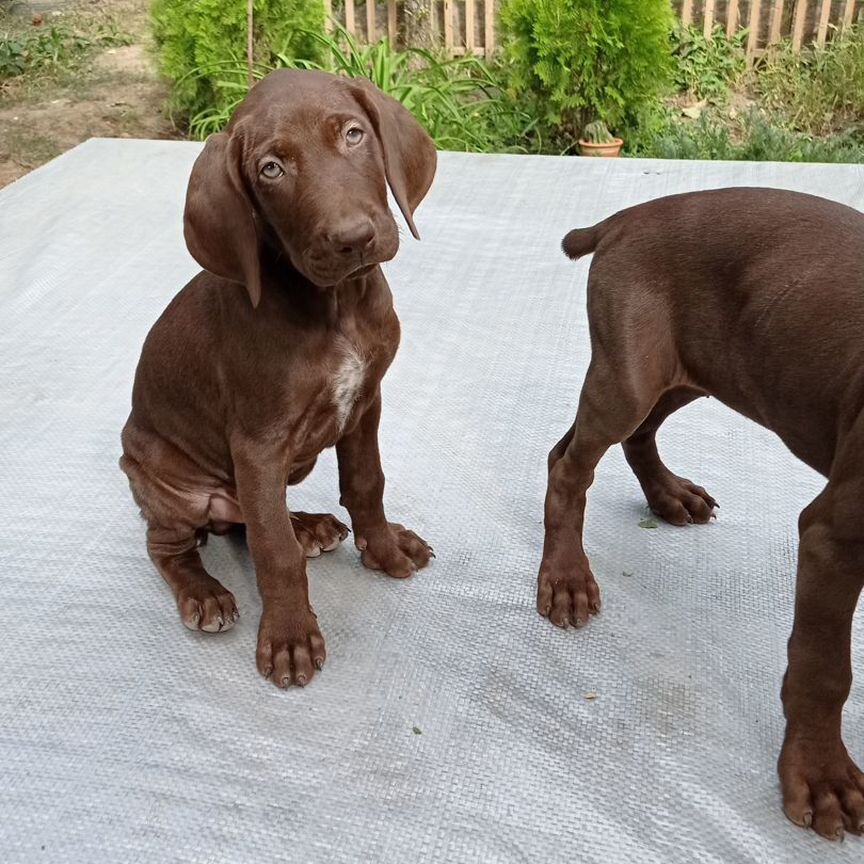 Щенки курцхаара