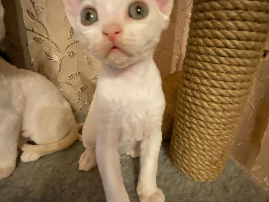 Котята Девон- Рекс