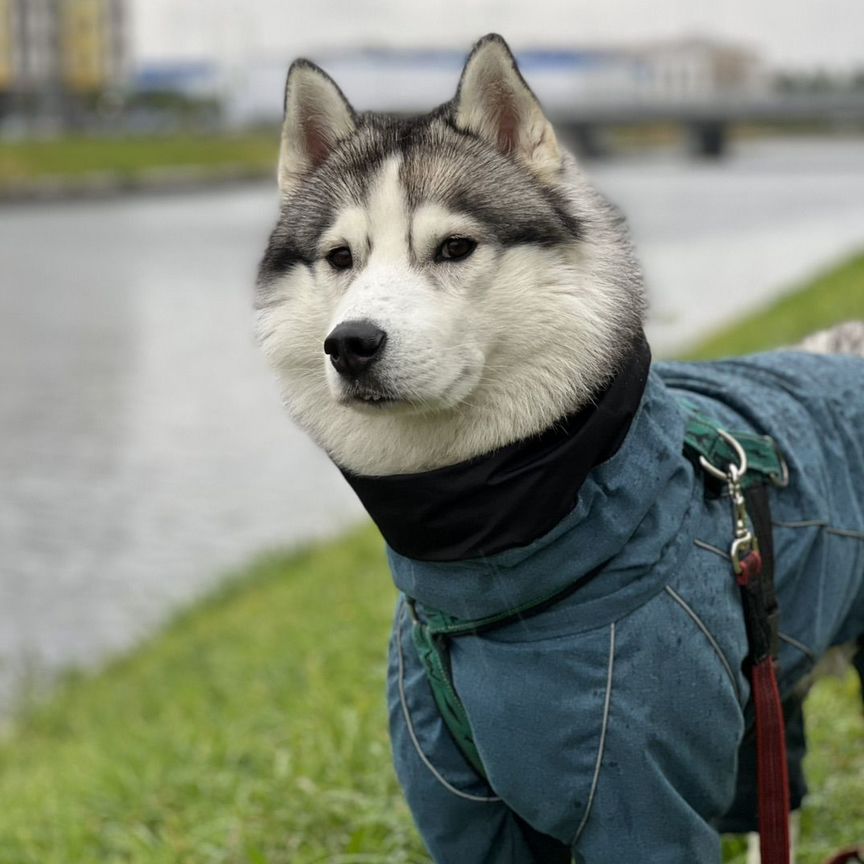 Сибирский хаски, взрослый пёс