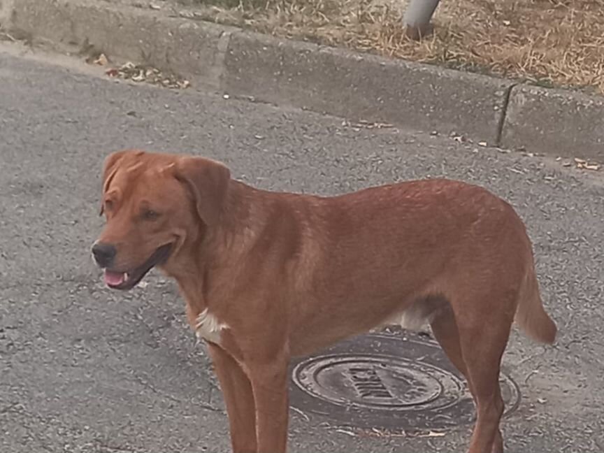 Собака Родезийский риджбек ищет новый дом