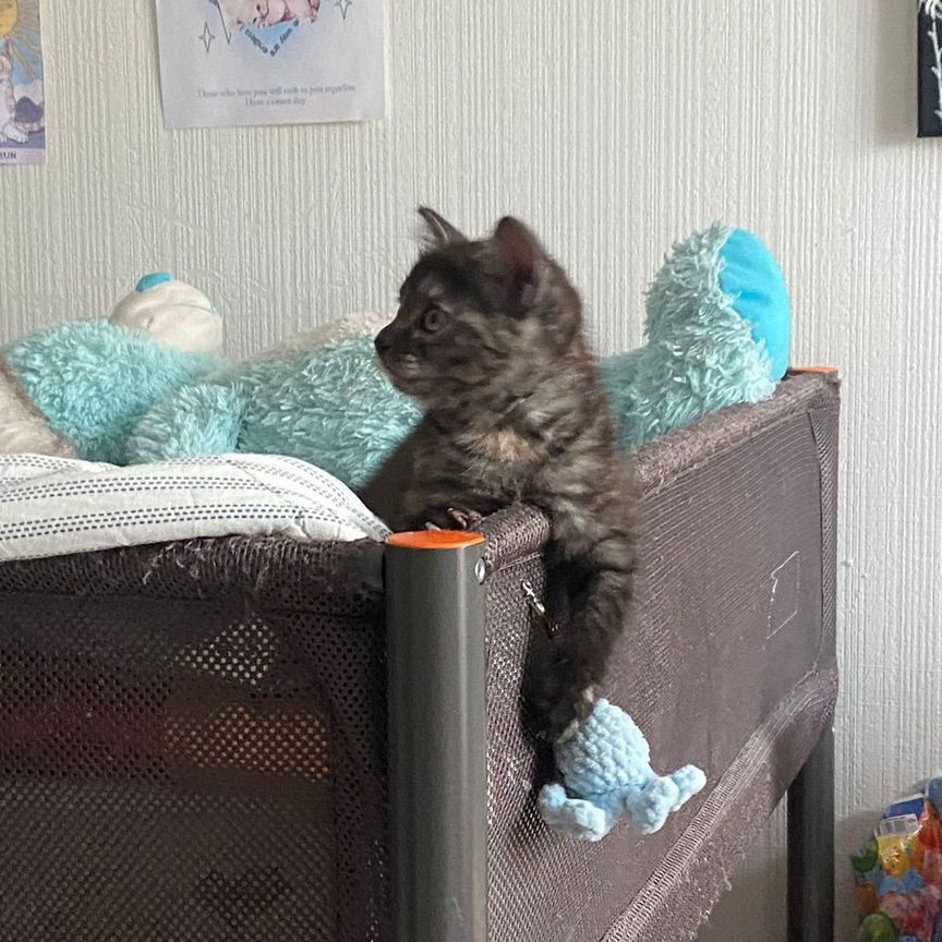 Котенок шотландец метис