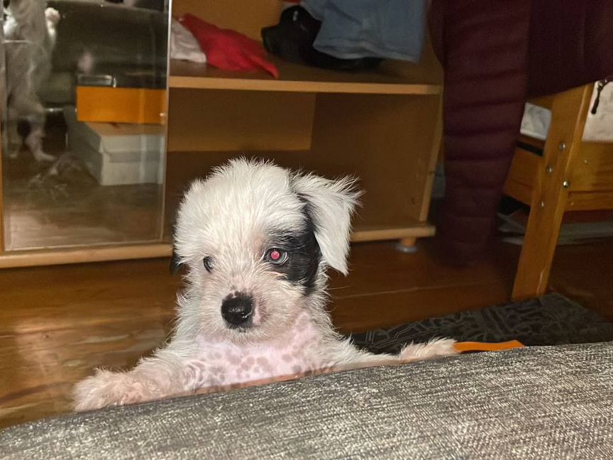 Щенок китайская хохлатая лысая