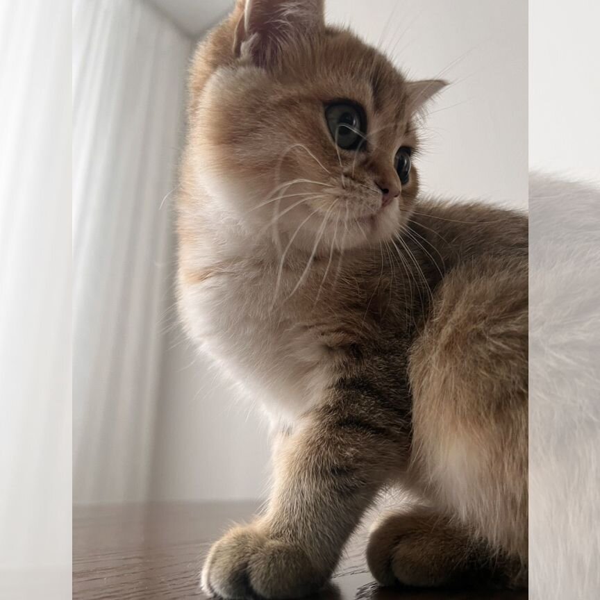 Шотландский вислоухий длинношёрстный котёнок