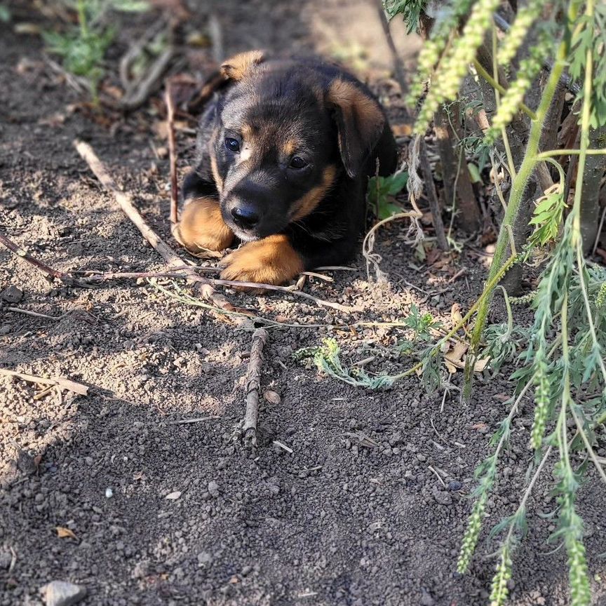 Мальчик примерно 2мес мелкаш ищет дом