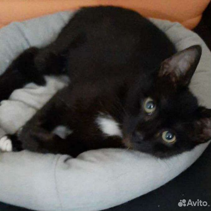 Ласковый чёрный мальчик Байкал