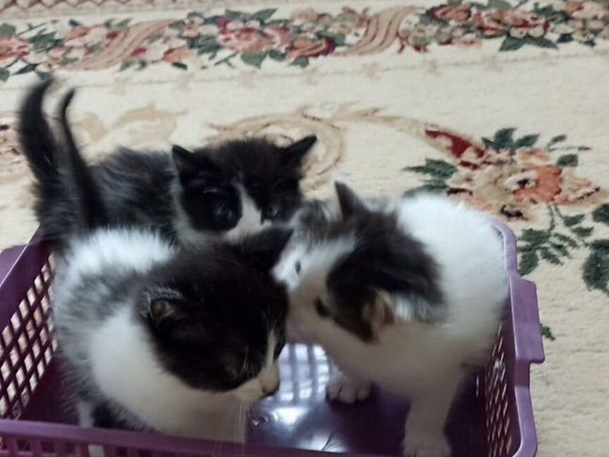 Котята самые самые лучшие