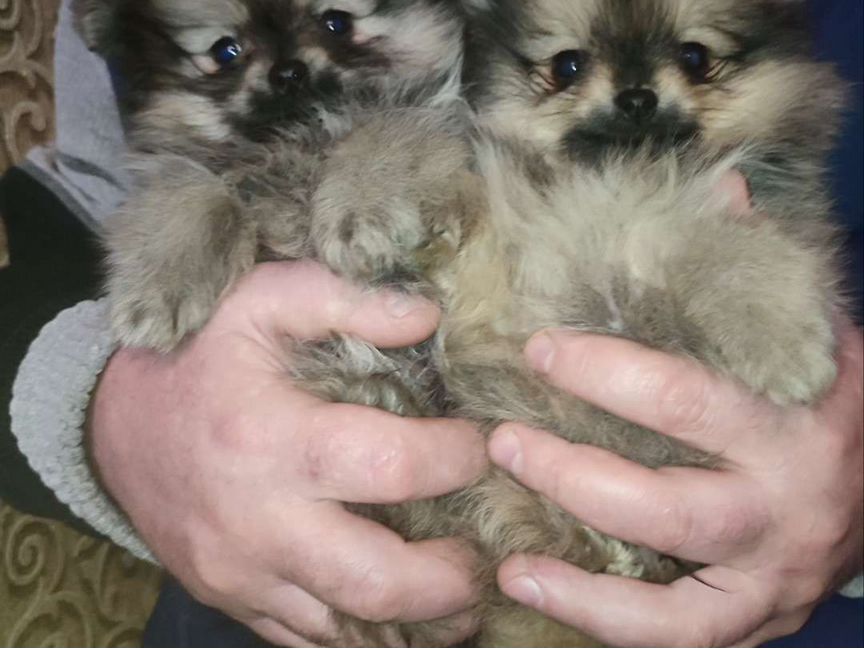 Щенки шпица крем-соболь и другие