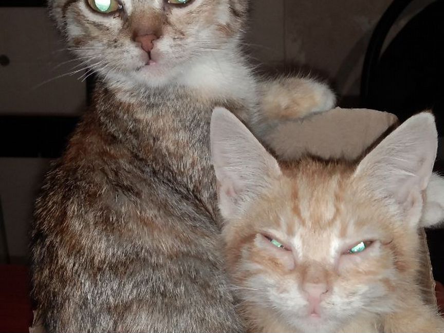 Котята в добрые руки бесплатно