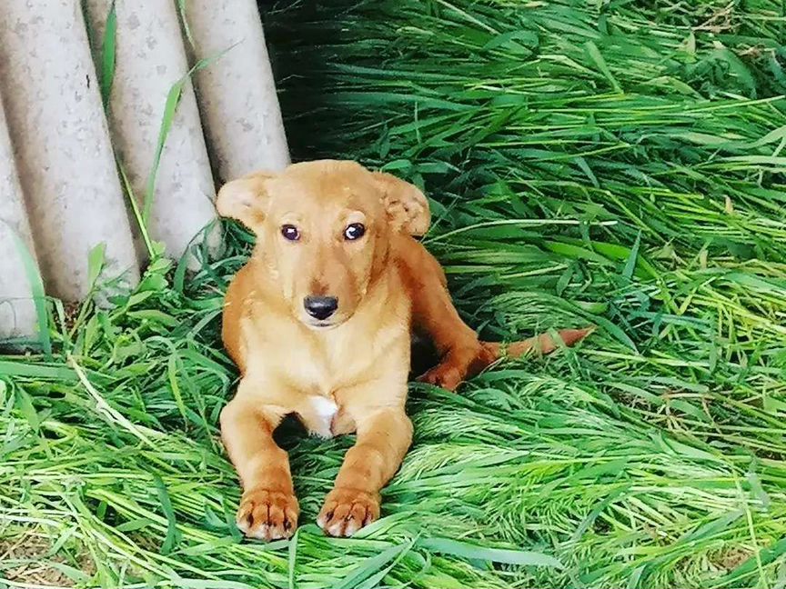 Щенок Рыжик