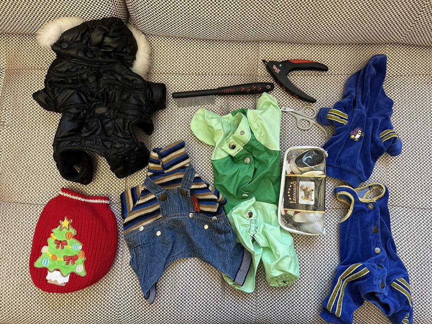 Вещи для мини йорка или той-терьера