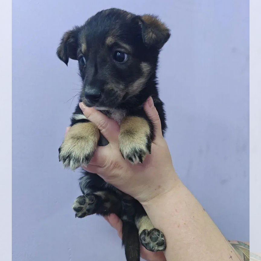 Щенок в добрые руки