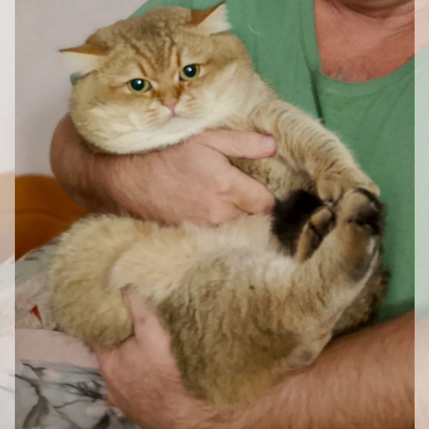 Британский короткошёрстный кот, вязка