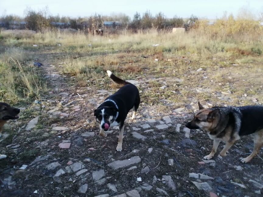 Отдам в добрые руки