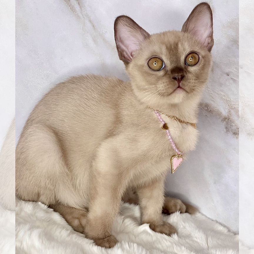 Малыши Бурманские шоколадные