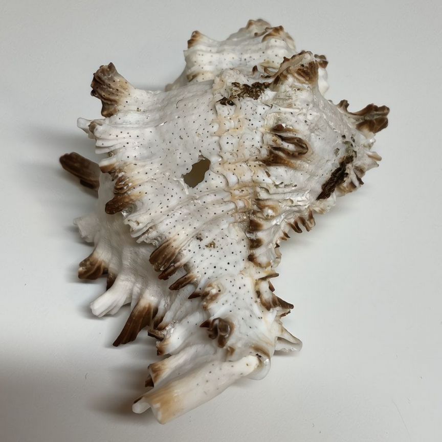 Ракушка мурекс ветвистый 8 см