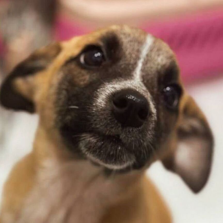 Щенок в добрые руки