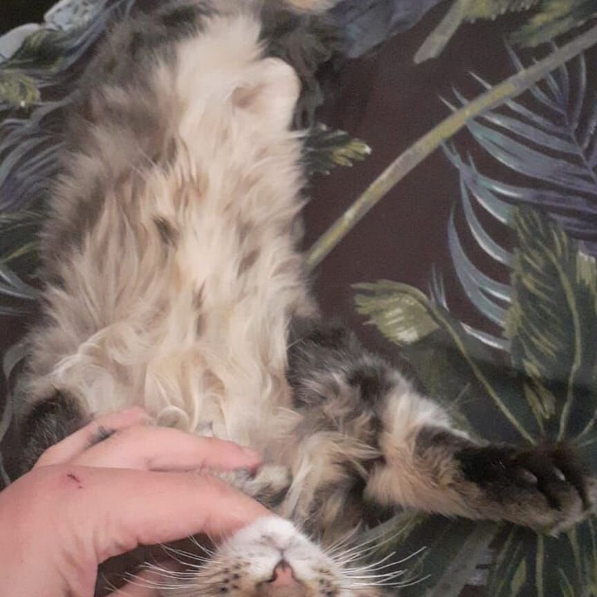 Кот мейкун