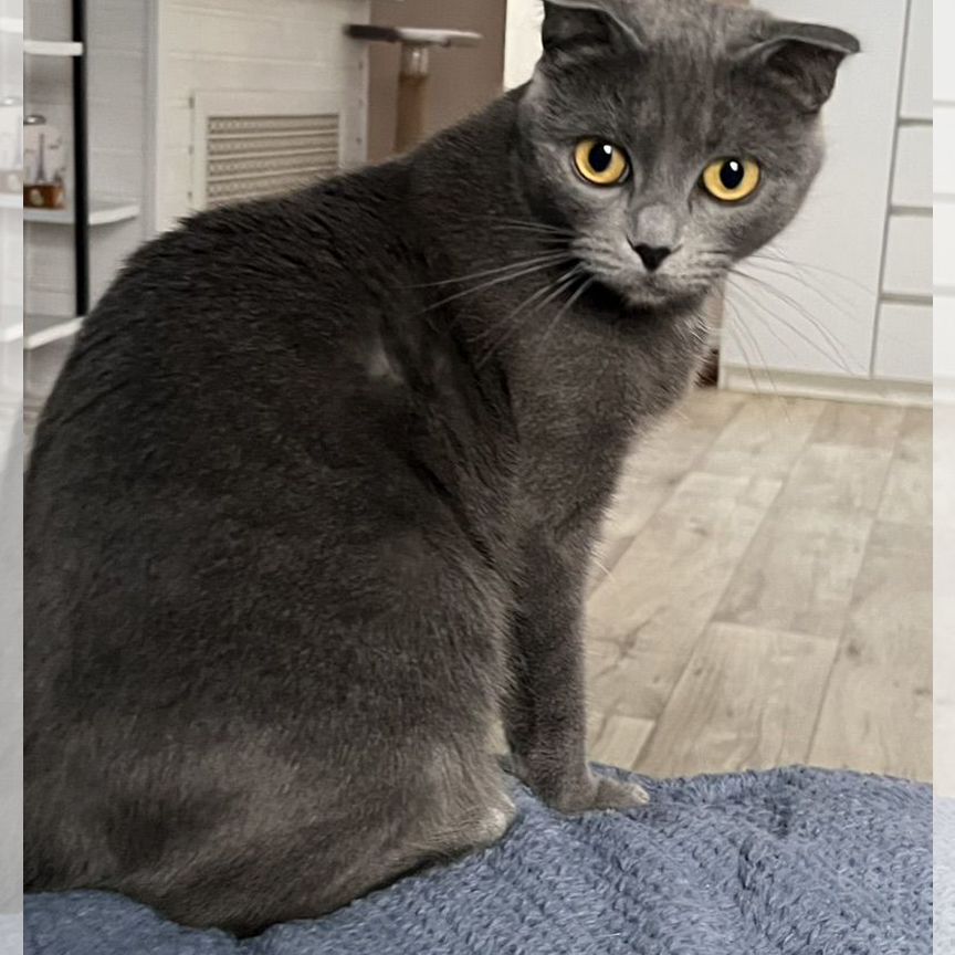 Взрослая кошка от частного владельца