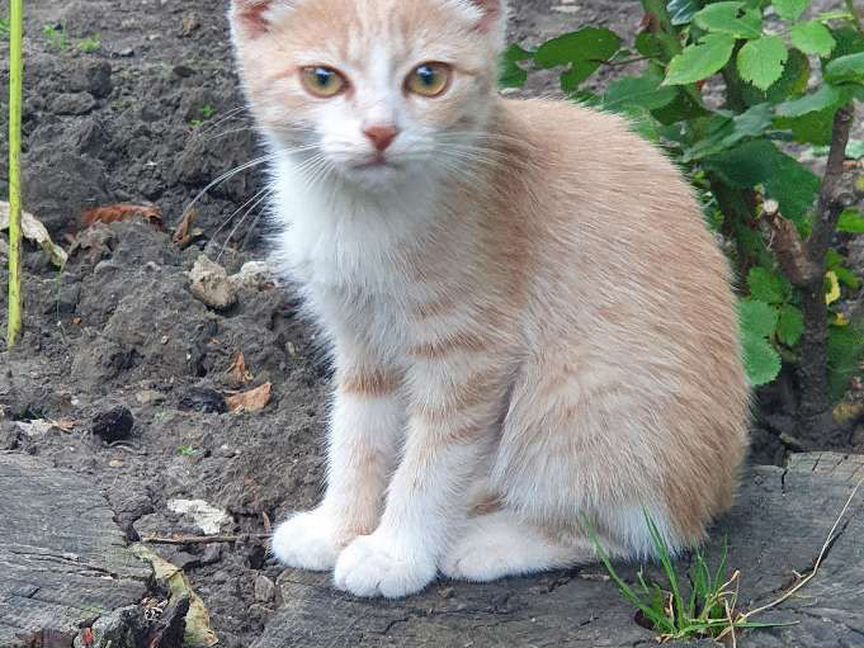 Котёнок вислоухий и обычный