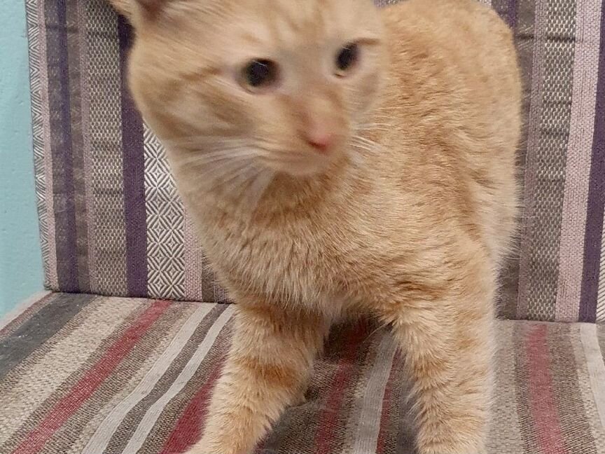 Ласковый котик