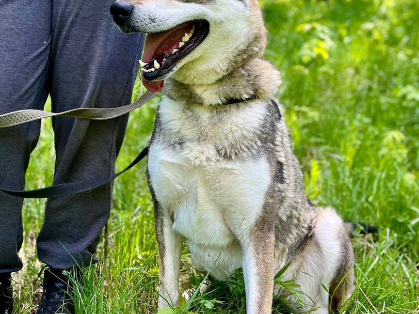 Собака в добрые руки