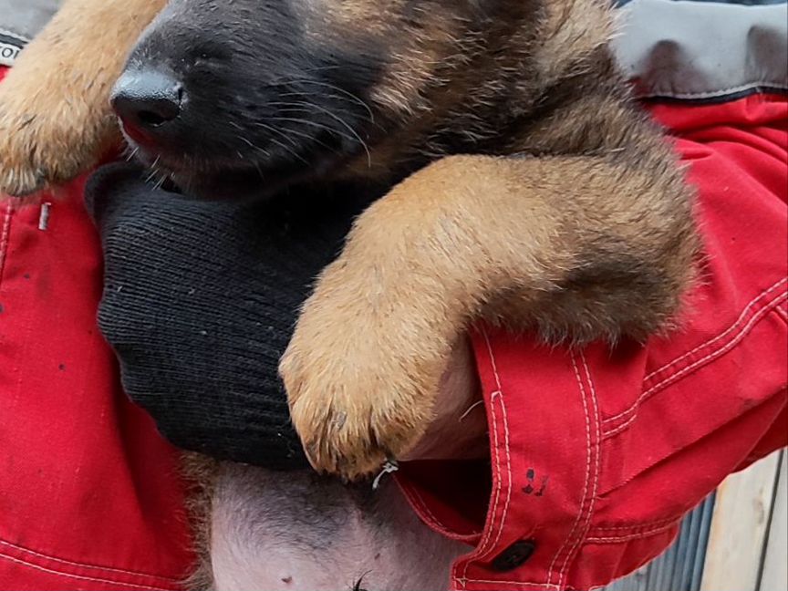 Щенок немецкой овчарки