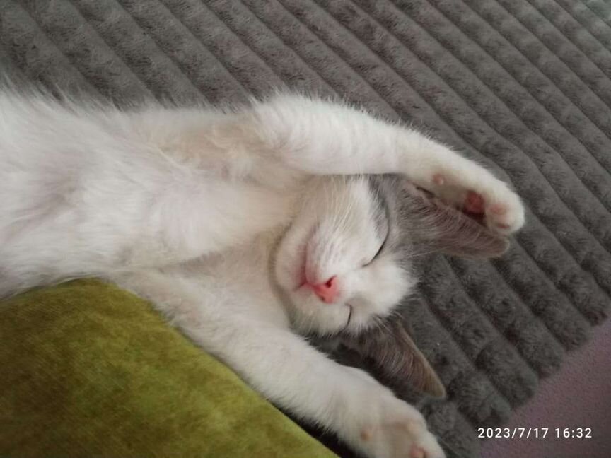 Домашние животные кошки