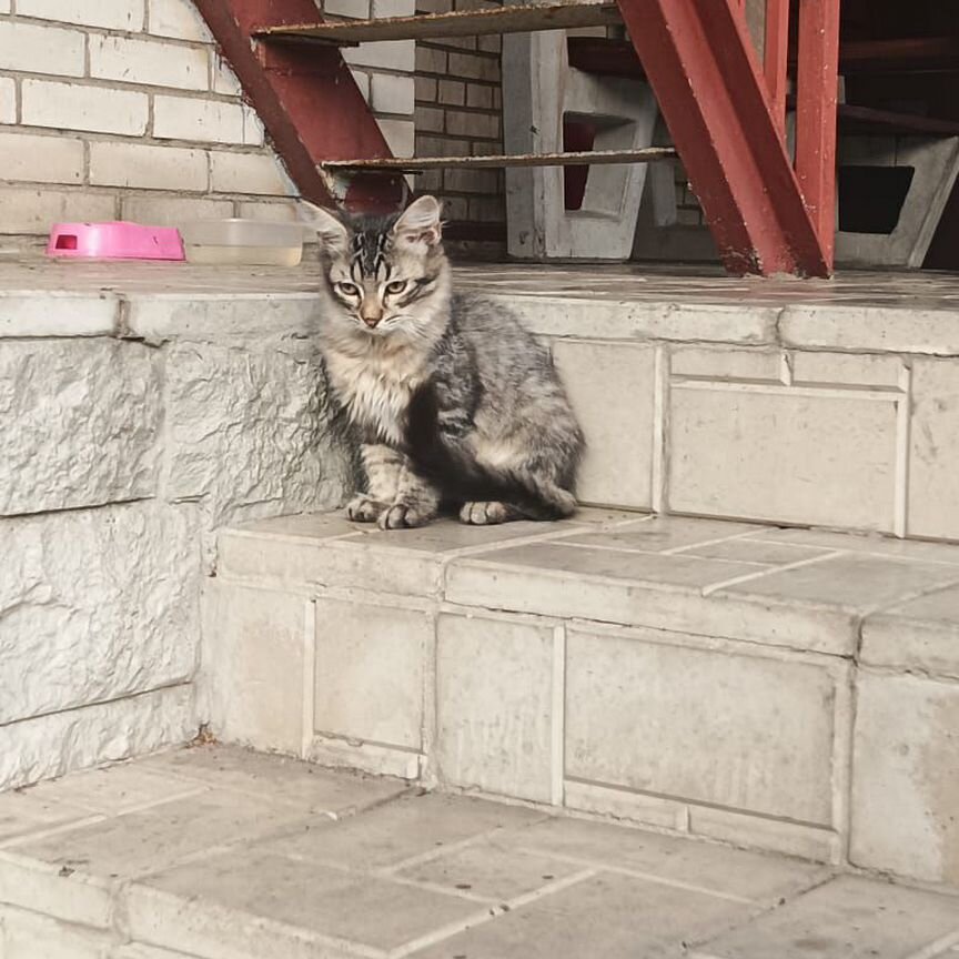 Отдаются в добрые руки