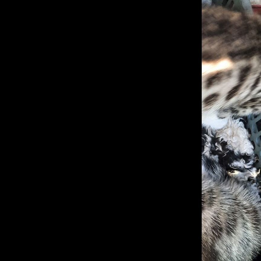 Кошка