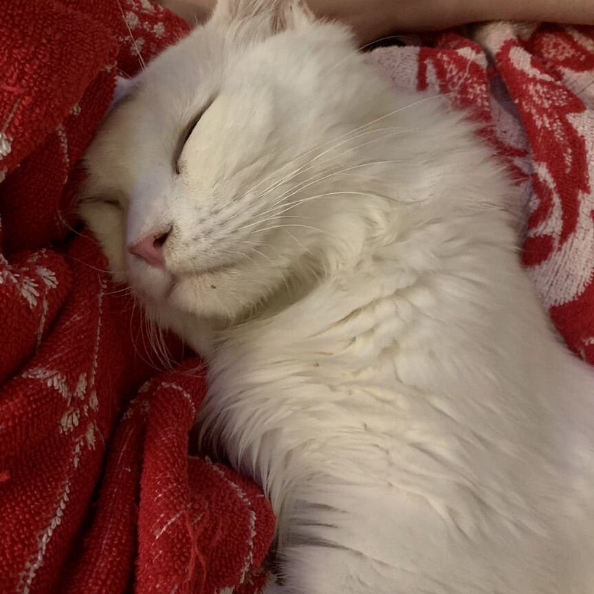 Котенок Сашка