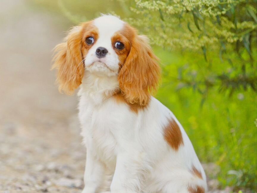 Девочка Кавалер Кинг Чарльз Спаниель