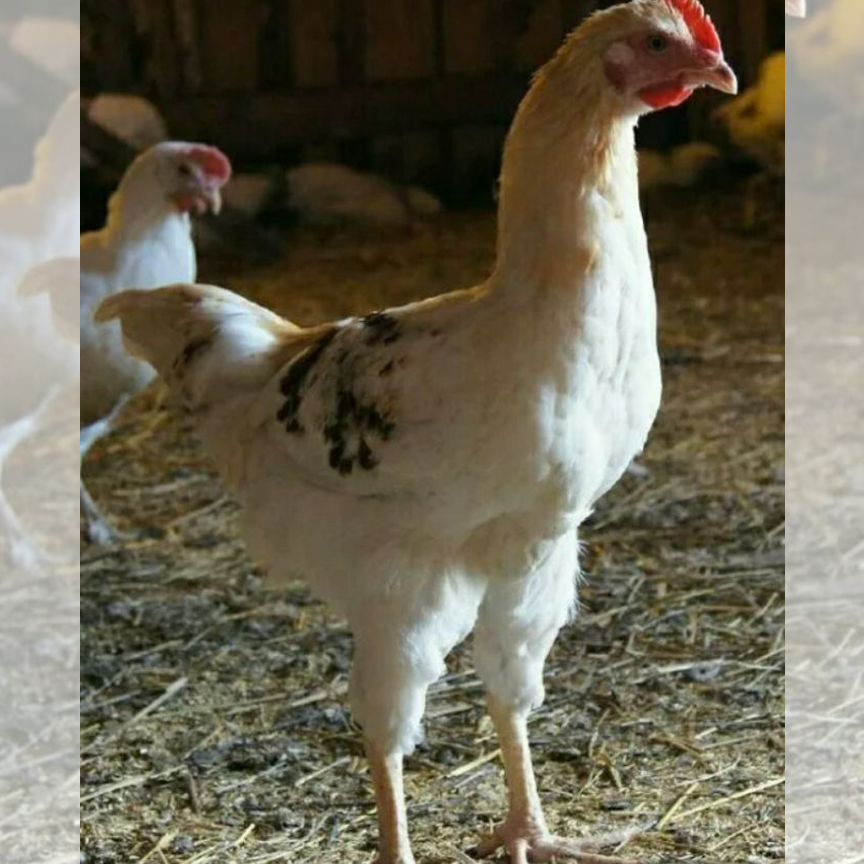 Молодые петухи