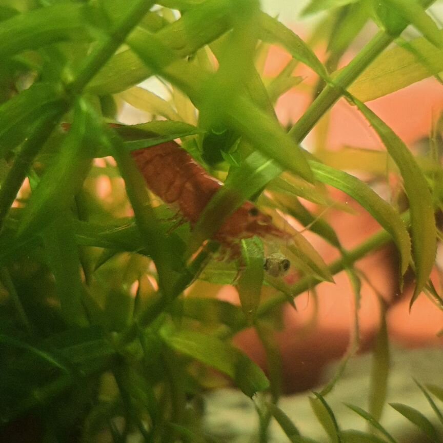 Аквариумные креветки