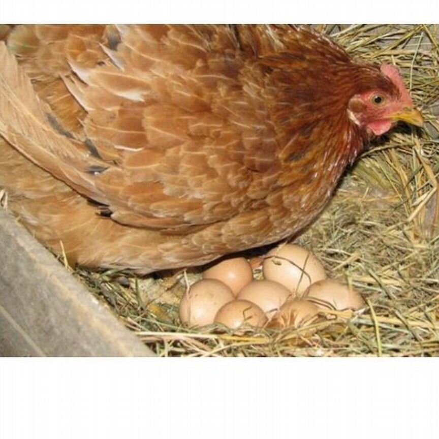 Куры несушки продам