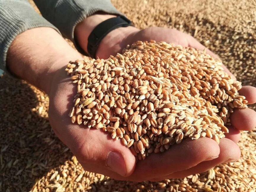 Кормовой горох, Соя на корм/посев