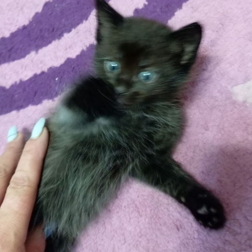 Котята