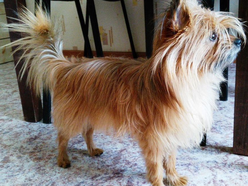 Отдам в добрые руки маленькую собачку