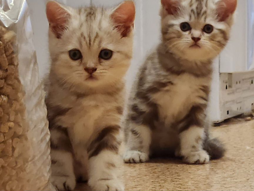 Шотландские котята