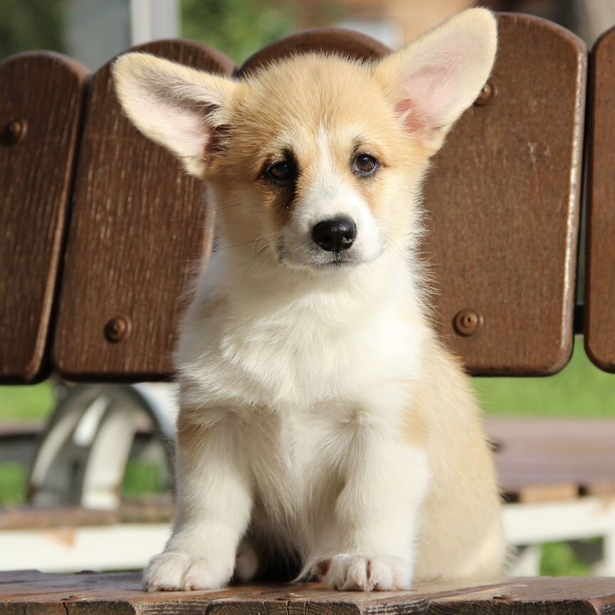 Шикарные девочки Вельш Корги Пемброк