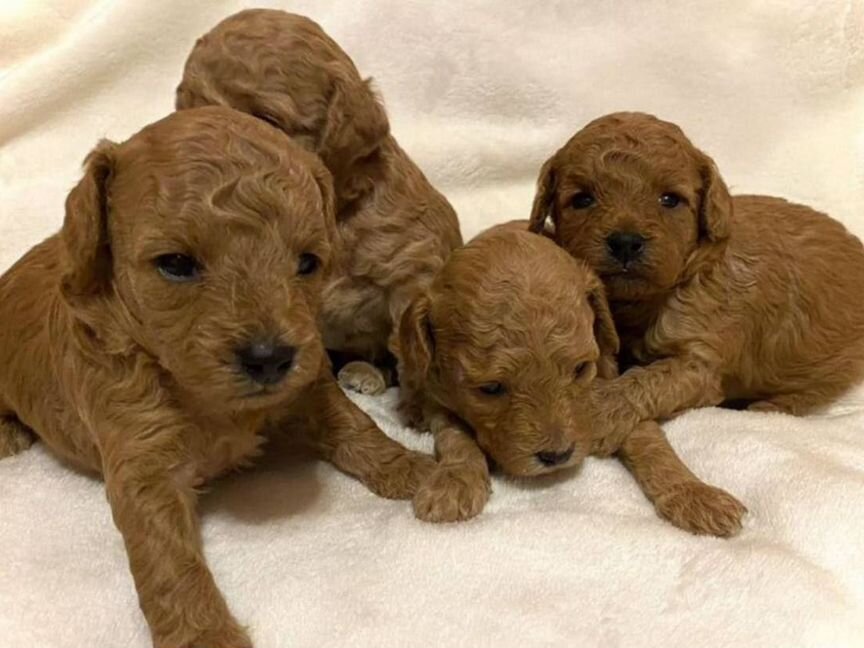 Щенки мини той пуделя