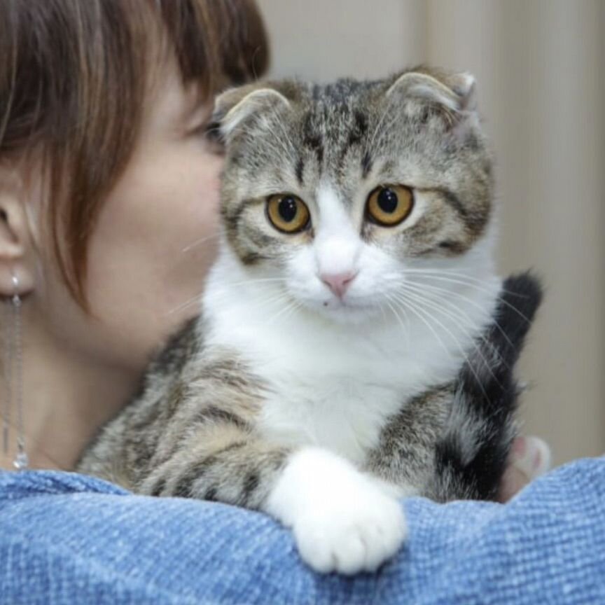 Шотландский вислоухий короткошёрстный котёнок