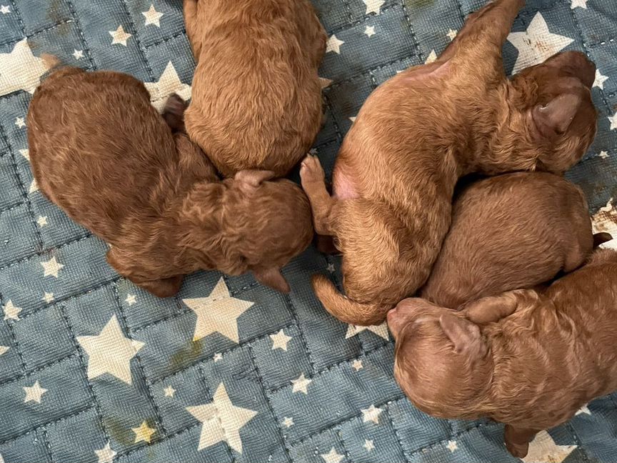 Мальтипу рэд браун премиум