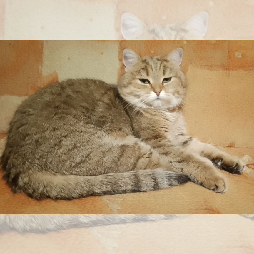 Британская длинношёрстная, взрослая кошка