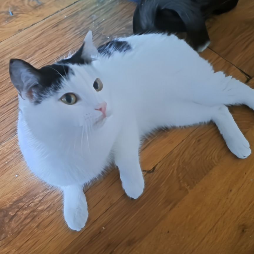 Взрослая, кошка в добрые руки