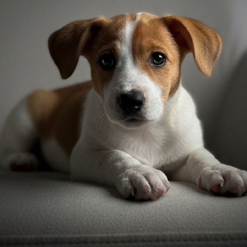 Такса, щенок