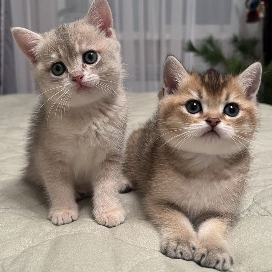 Британский короткошёрстный котёнок